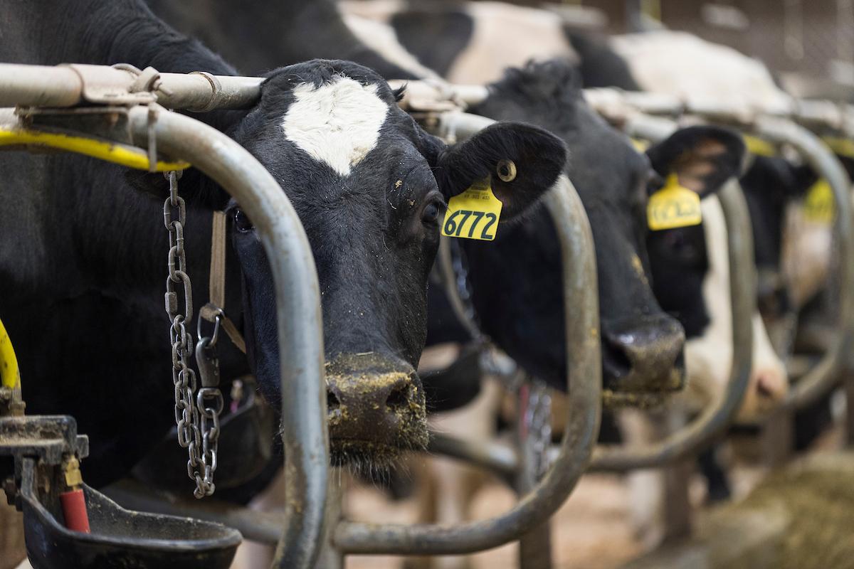 UW’s Center for Dairy Research receives dual grants to enhance ...