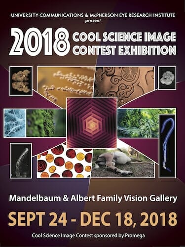 Promega fosters art and science through UW’s Cool Science Image contest ...